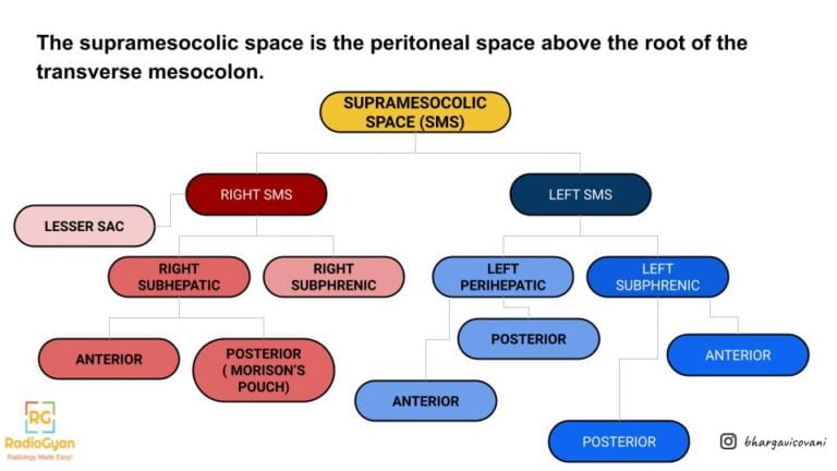 The Potential Spaces-Mapping the Peritoneal Cavity - .com - RadioGyan