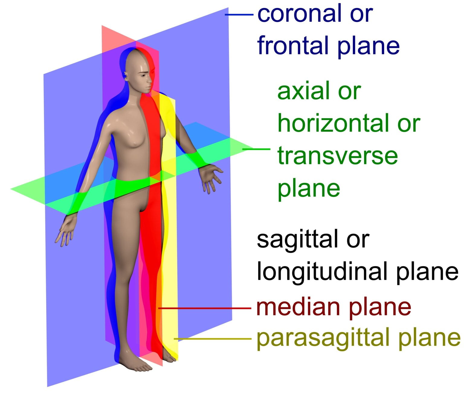 Etymology of Imaging Planes - Axial, Sagittal and Coronal